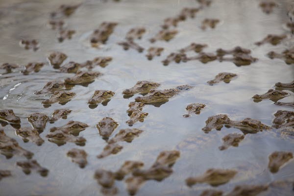 How To Avoid Alligator Attacks During Gator Breeding Season