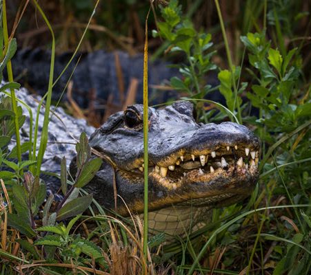 Springtime Is Peak Season For Alligator Attacks In South Carolina